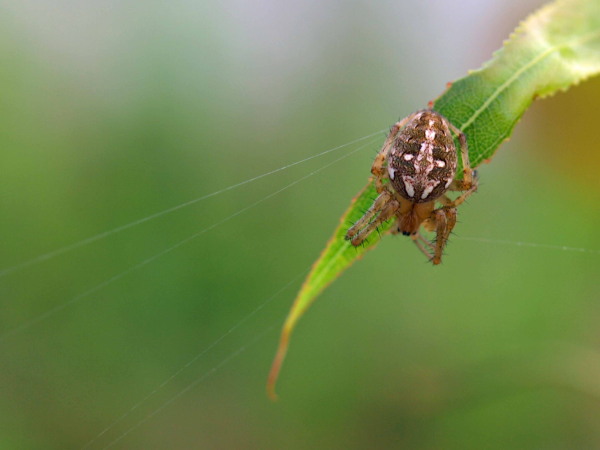 Spider | Erin Bartels