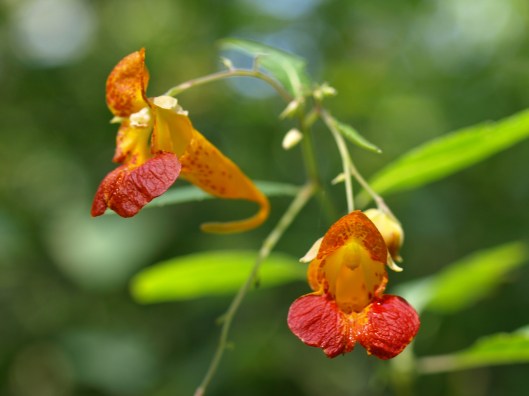 Wildflower Wednesday: Spotted Touch-Me-Not | Erin Bartels